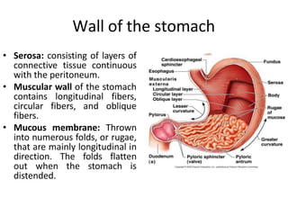 Gastero intestinal tract- Antomy and Physiology stomach.pptx