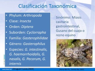 Gasterophilus spp. | PPTX