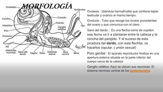 Gasteropodos | PPTX