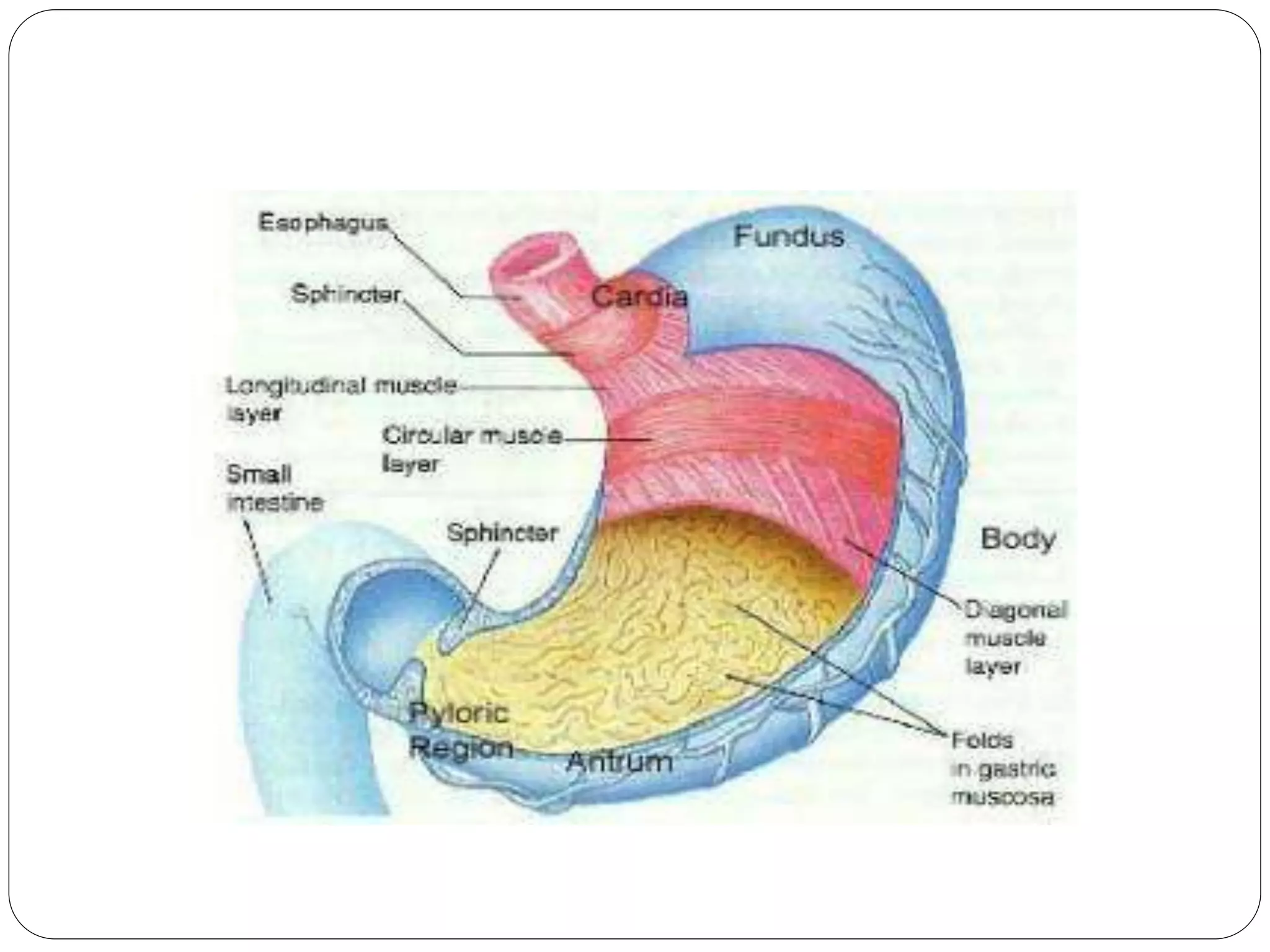 GASTER perforasi 1.pptx