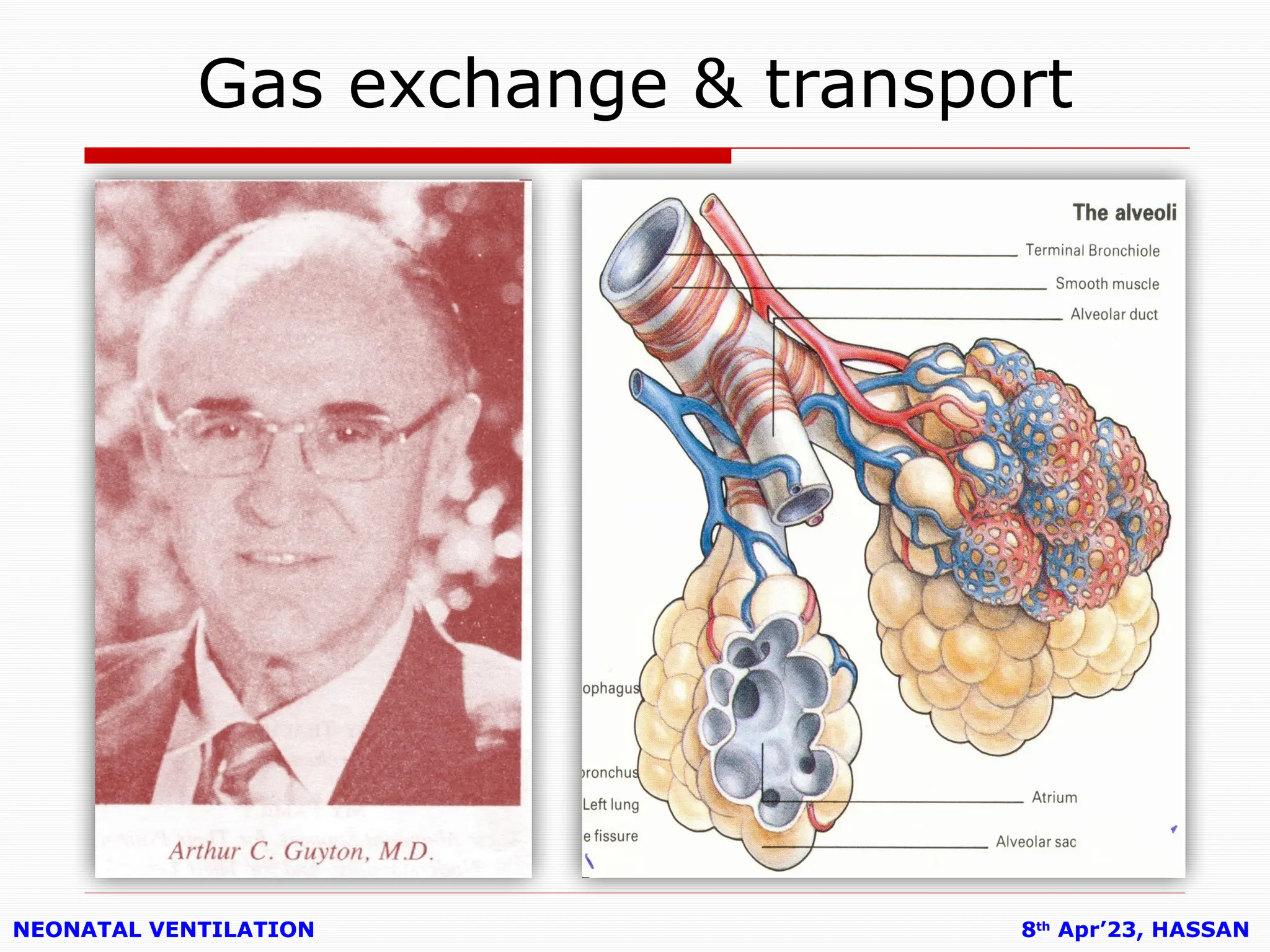 GAS TRANSPORT- NEONATAL VENTILATION HASSAN-2023.pptx