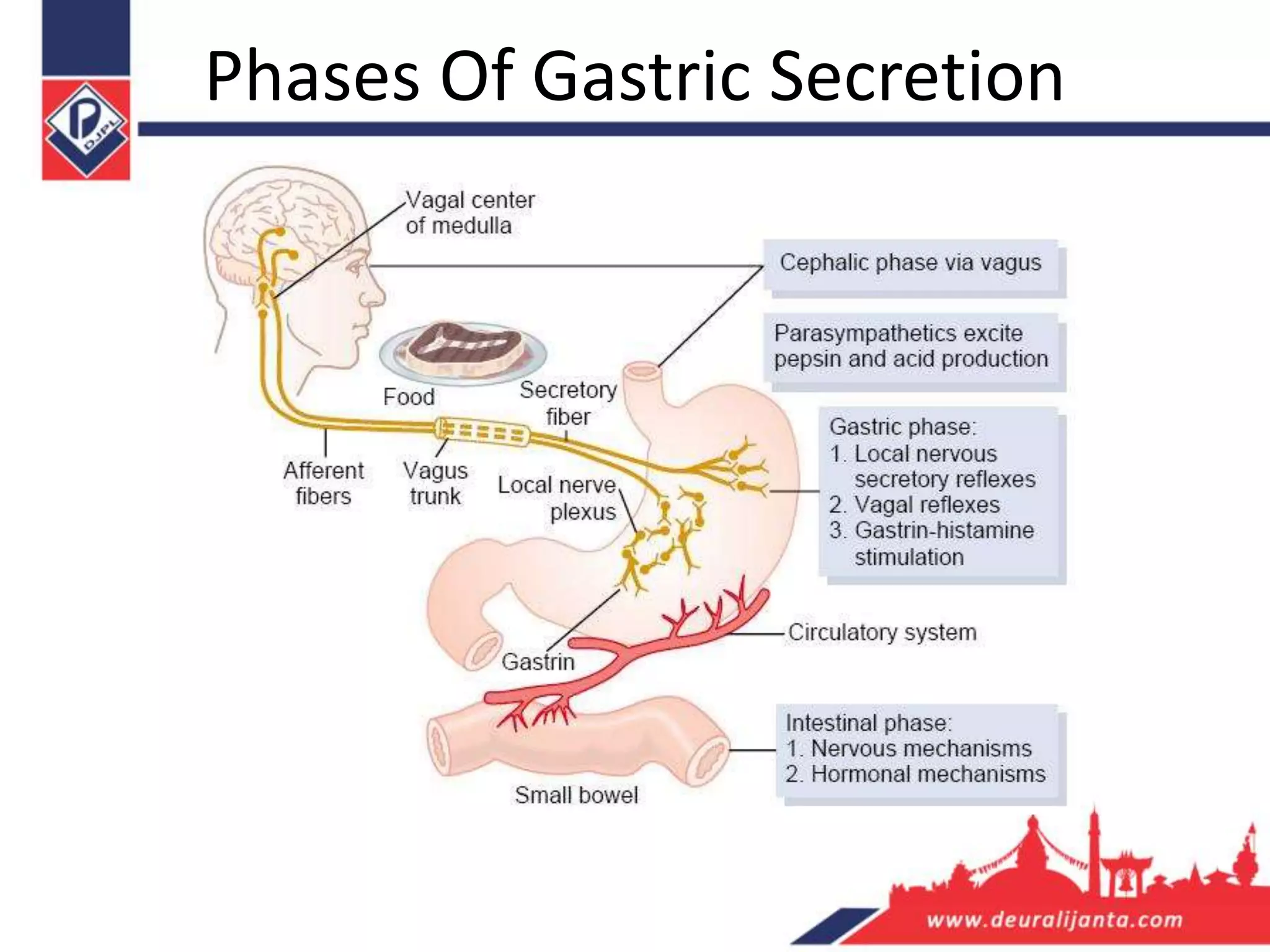 Gastric acid secretion | PPTX