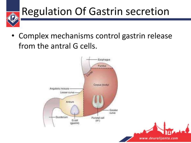 Gastric acid secretion | PPTX | Digestive Disorders | Diseases and Conditions