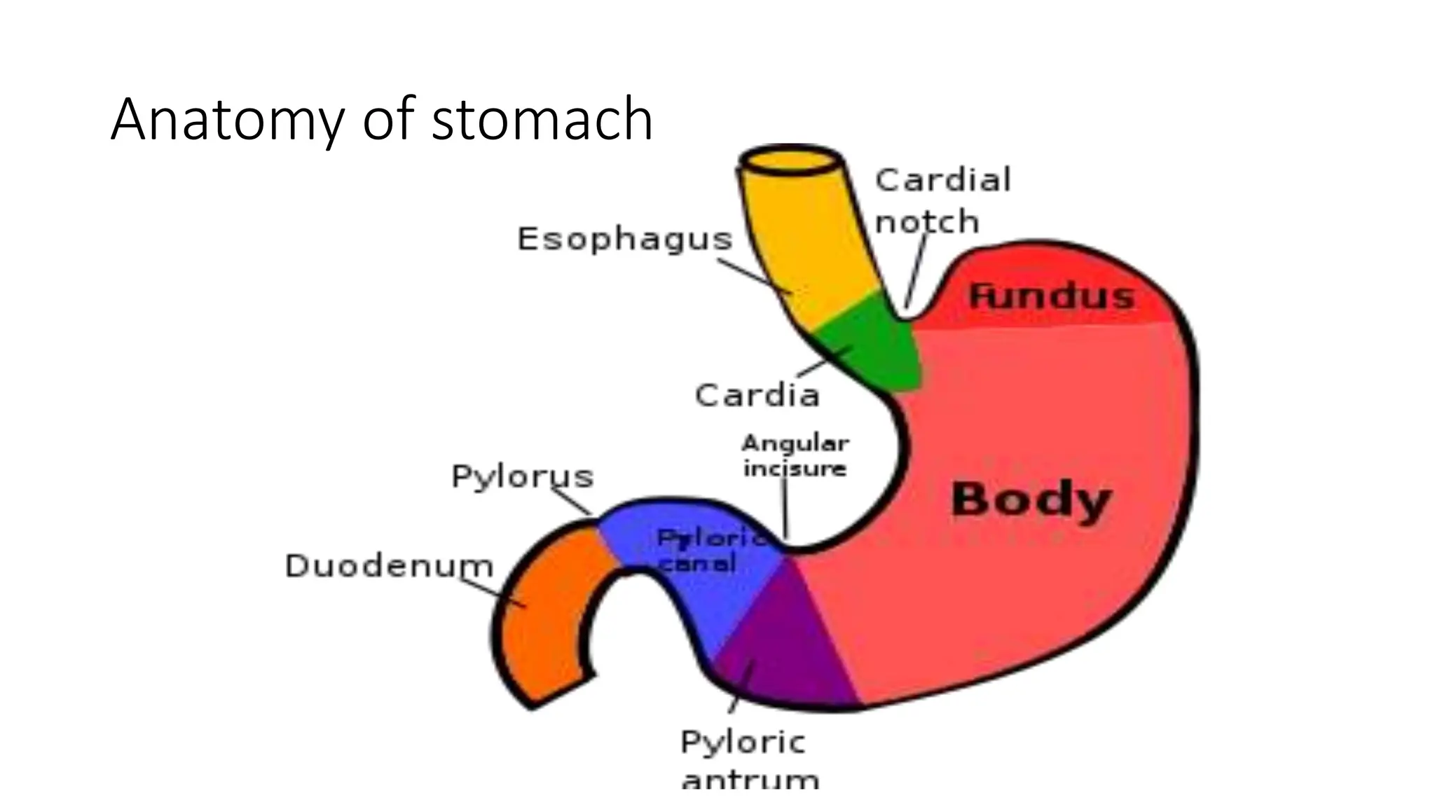 Malignancy of the stomach and other stomach dysplasia.pptx