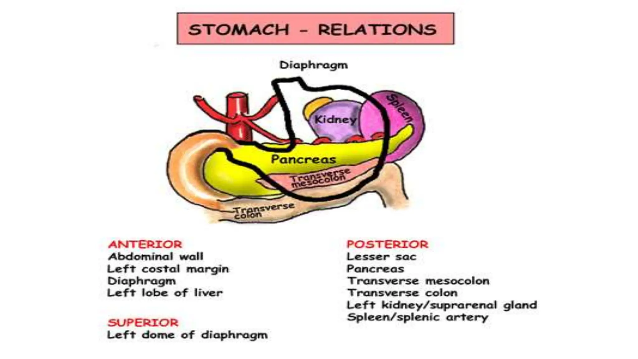 Malignancy of the stomach and other stomach dysplasia.pptx