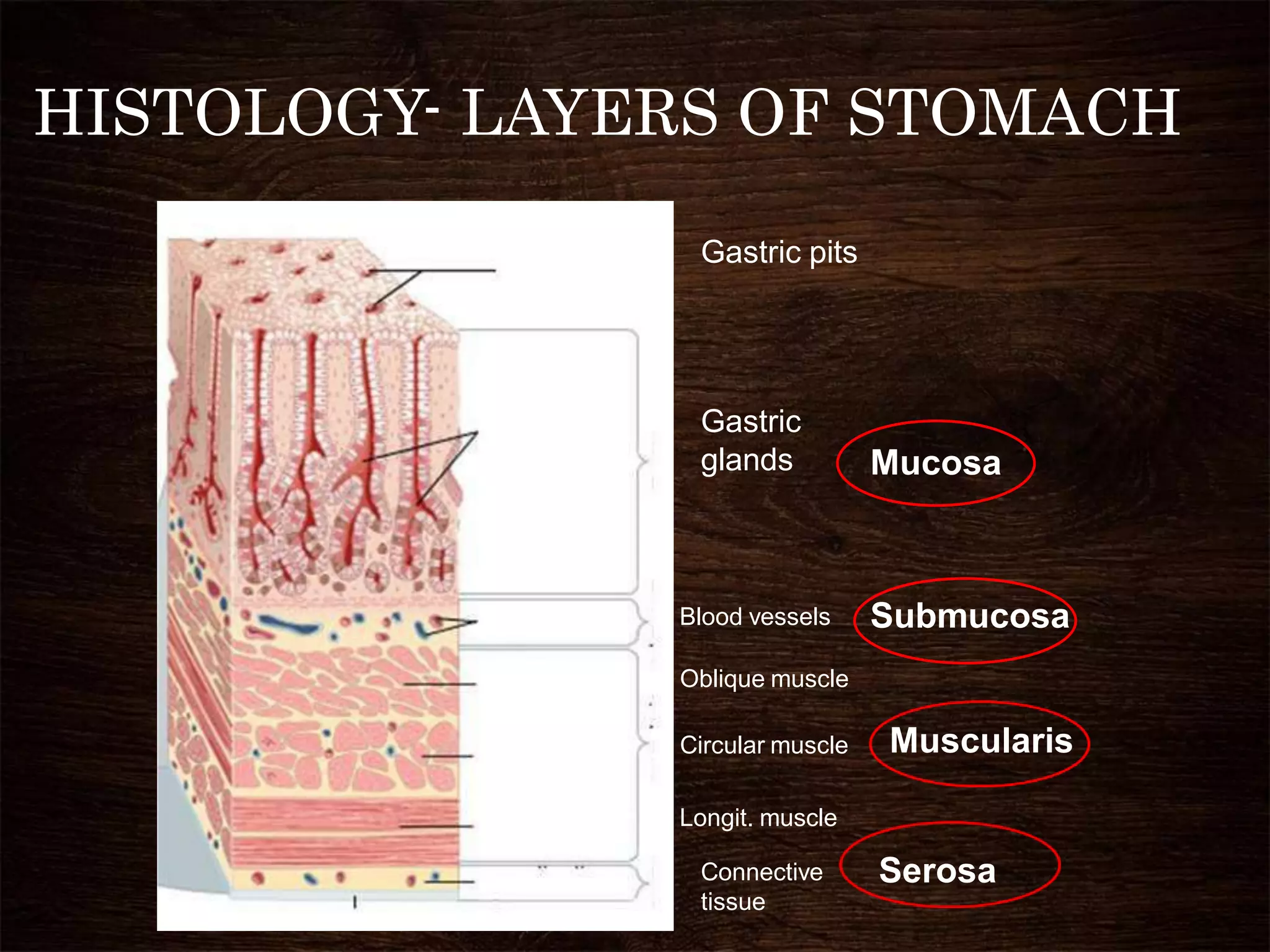 Gastric cancers | PPTX | Digestive Disorders | Diseases and Conditions