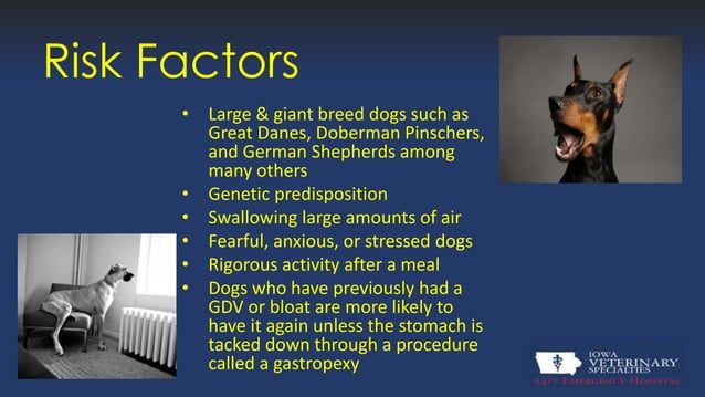 Gastric dilatation volvulus | PPTX | Digestive Disorders | Diseases and ...