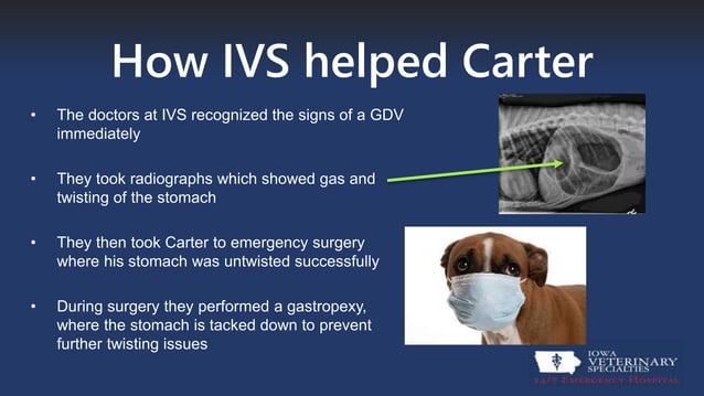 Gastric dilatation volvulus | PPTX | Digestive Disorders | Diseases and ...