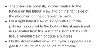 GASTRIC DILATATION AND VOLVULUS IN DOGS.pptx