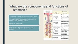 Gastric function test 2 | PDF