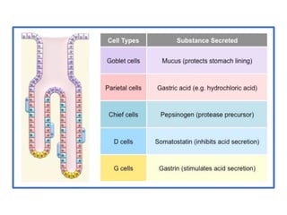 Gastric function test | PDF