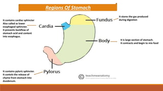 Gastric Function Test.pptx