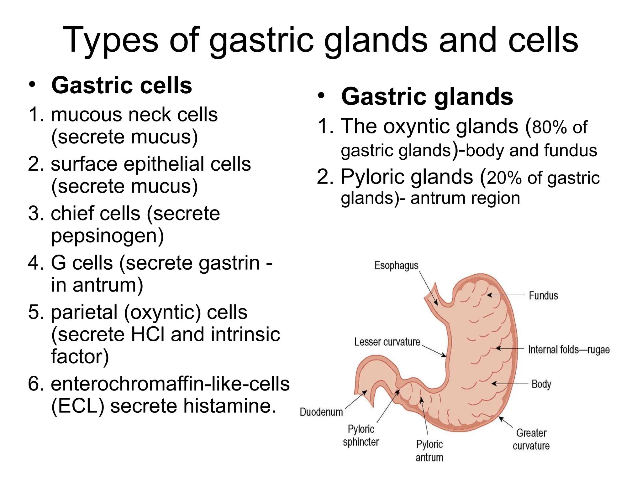 gastric glands presntation free donload.ppt