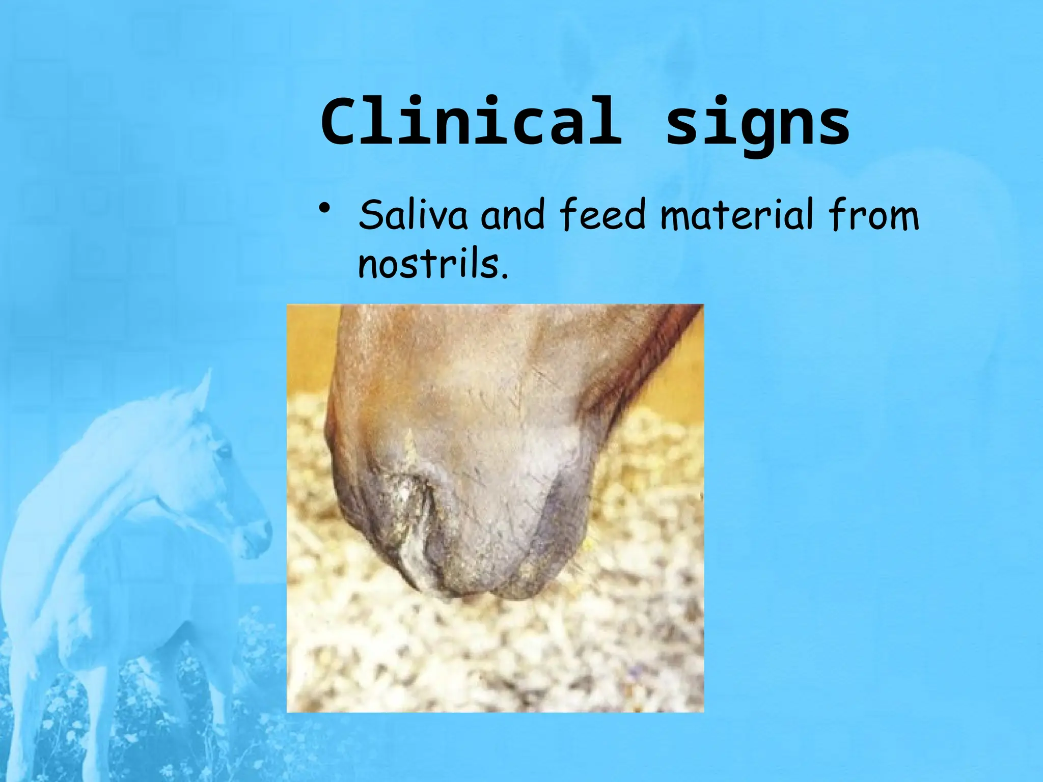 Gastric Lavage and choking in Large Animals.pptx