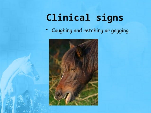 Gastric Lavage and choking in Large Animals.pptx