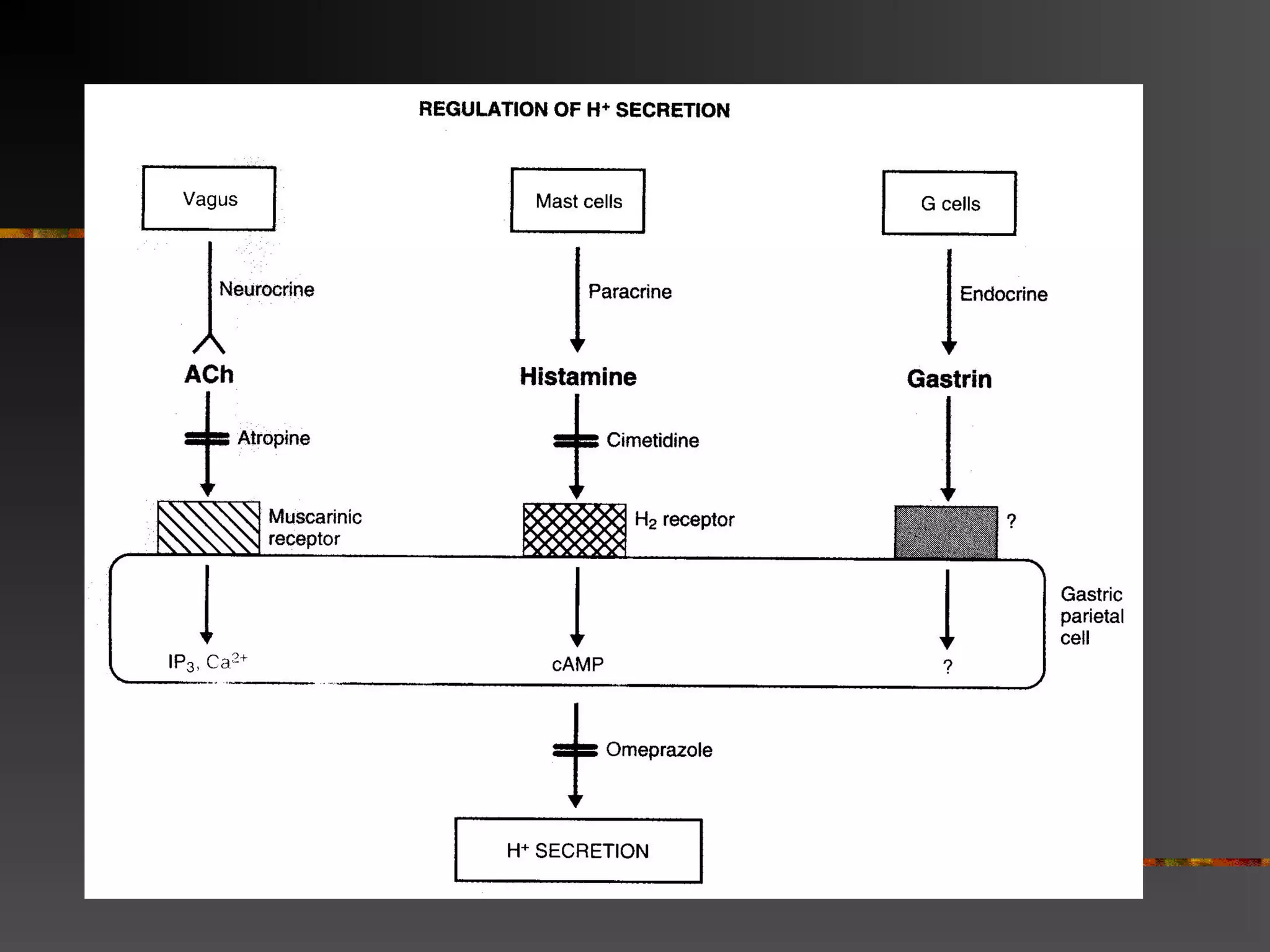 Gastric motility and secretion | PPT
