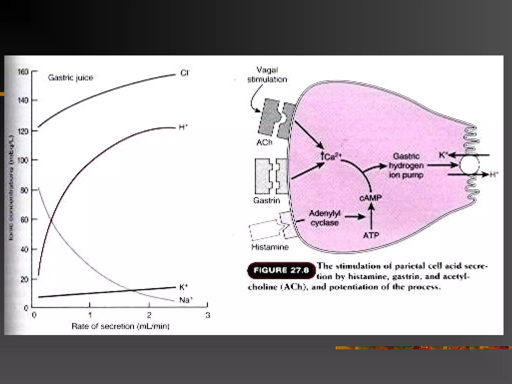 Gastric motility and secretion | PPT