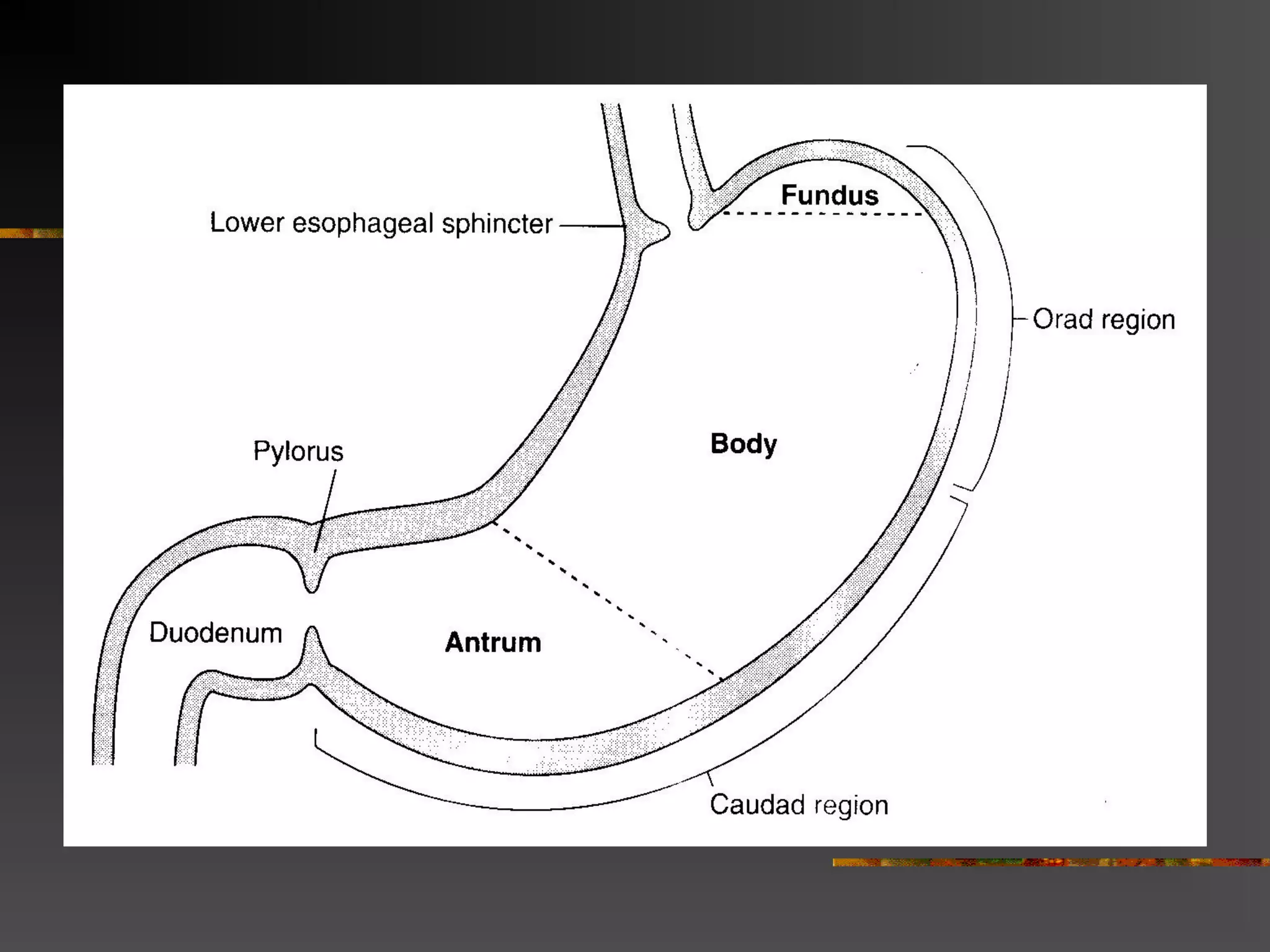 Gastric motility and secretion | PPT