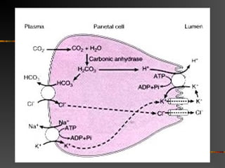 Gastric motility and secretion | PPT