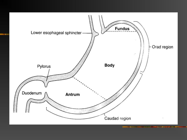 Gastric motility and secretion