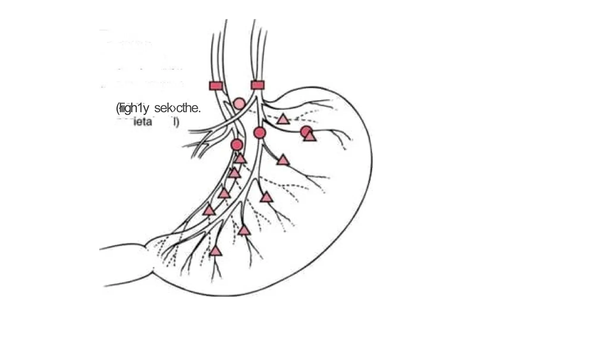 Gastric outlet obst and anatomy of stomach . PPT.pptx