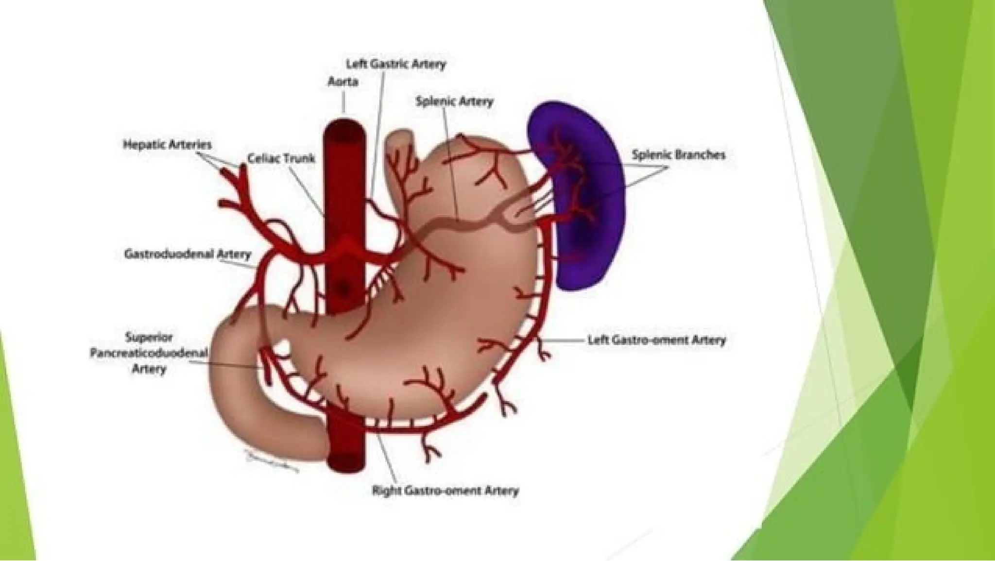 Gastric outlet obst and anatomy of stomach . PPT.pptx | Free Download