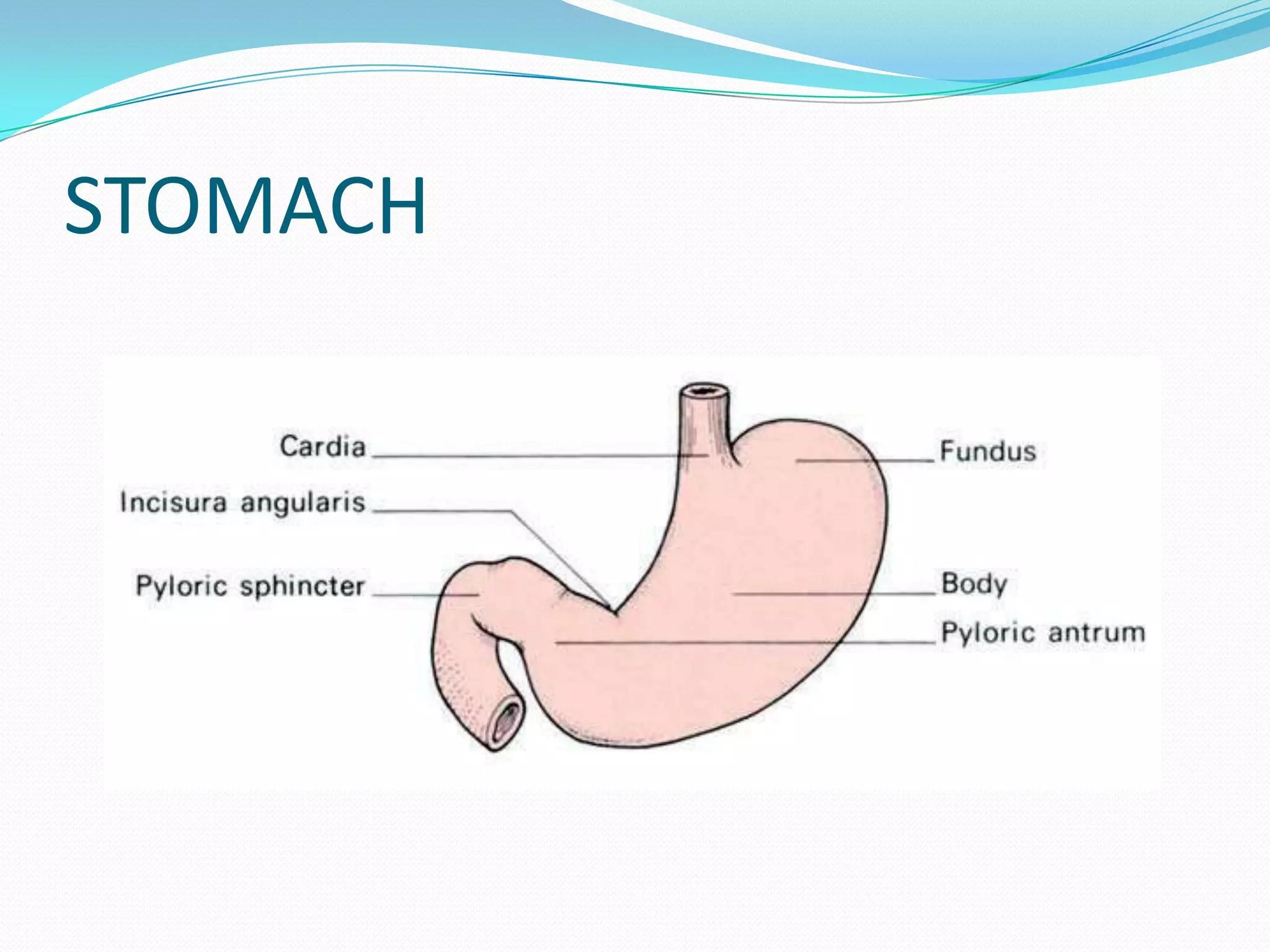 Gastric outlet obstruction | PPTX