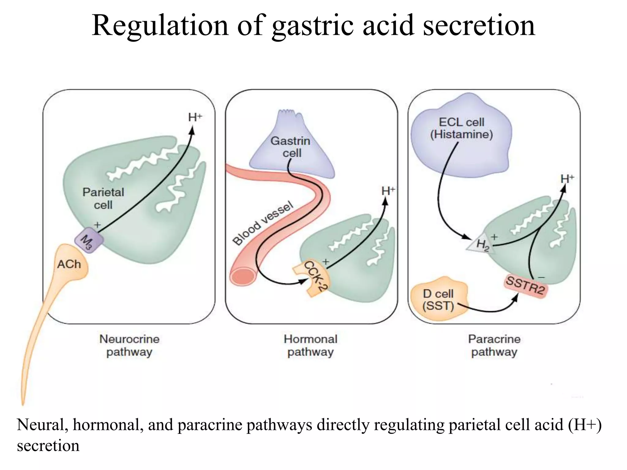 Gastric secretion.pptx