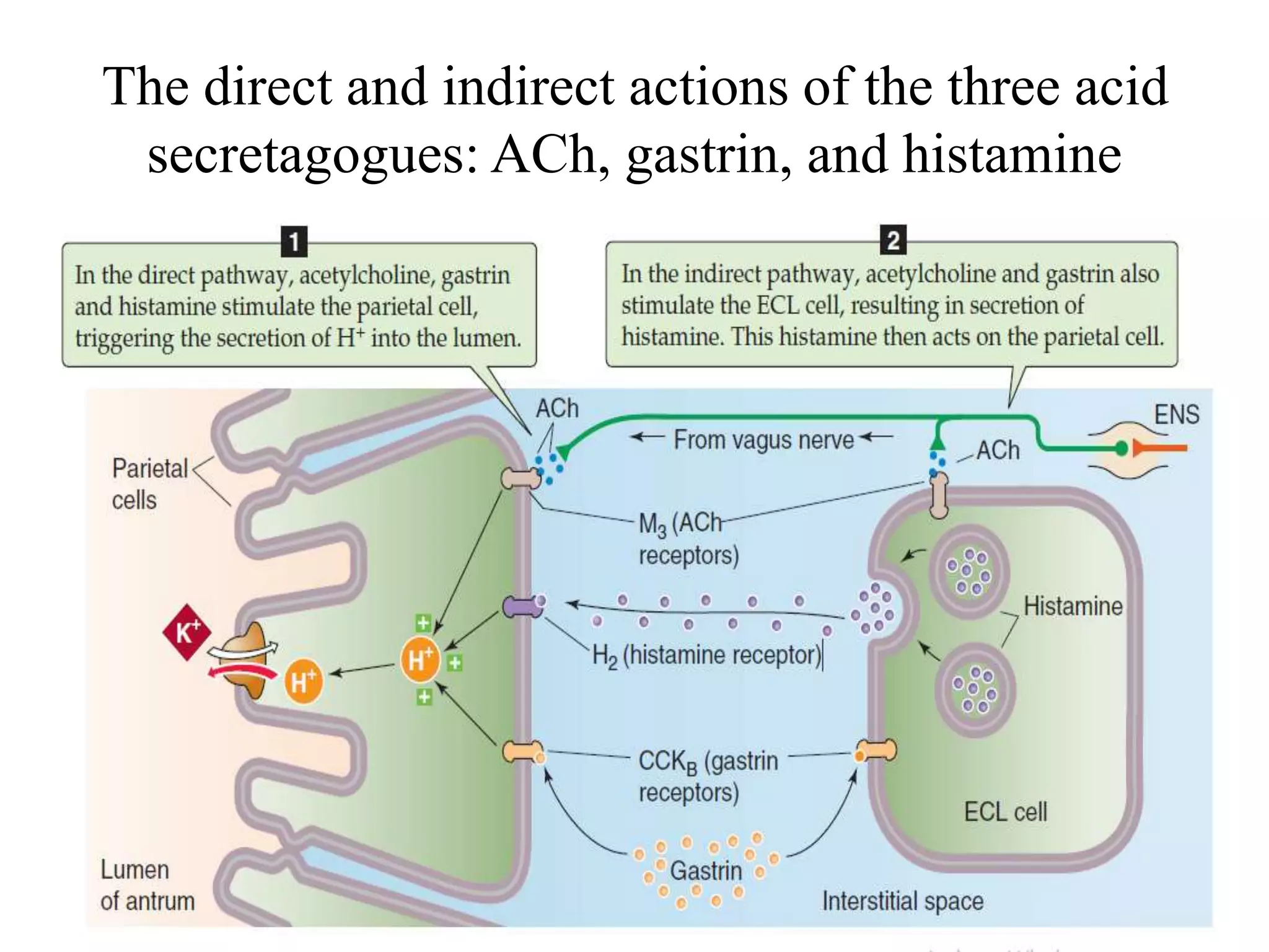 Gastric secretion.pptx