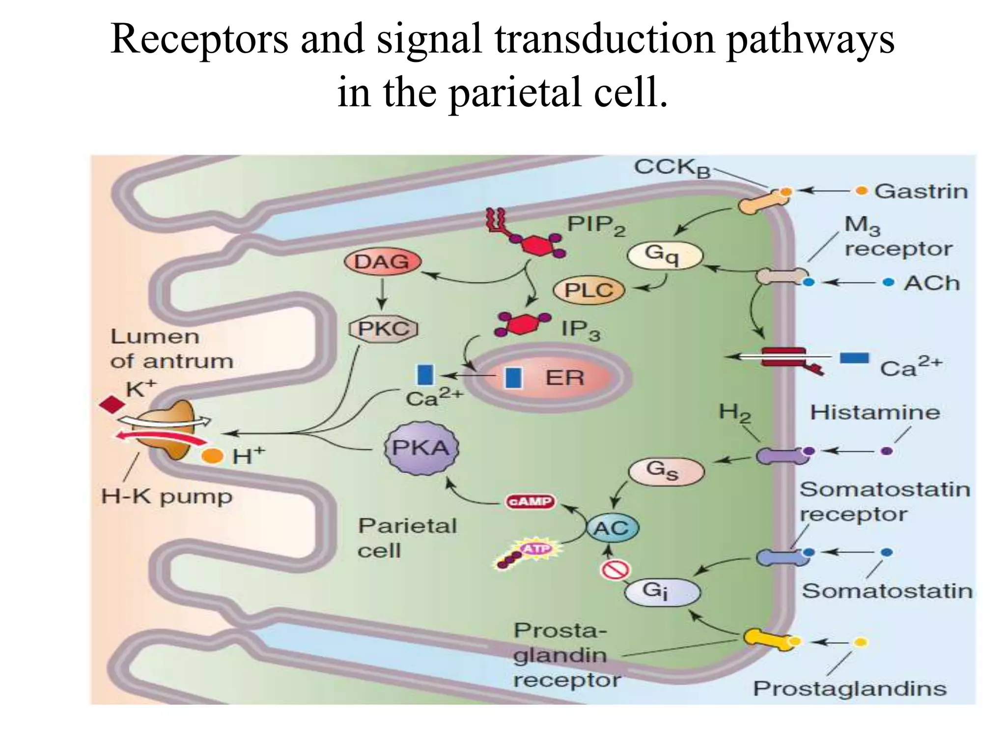 Gastric secretion.pptx