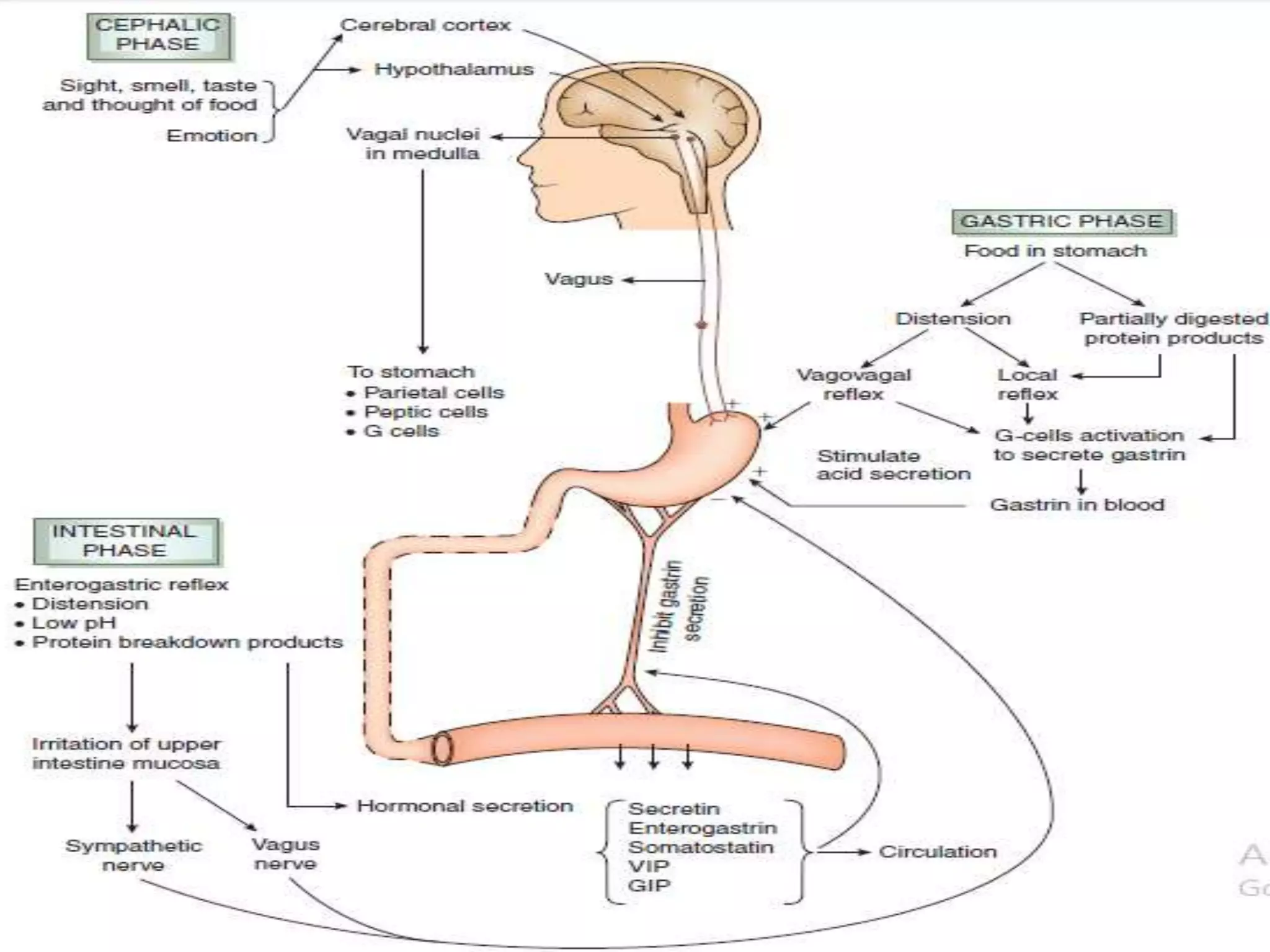 Gastric secretion.pptx