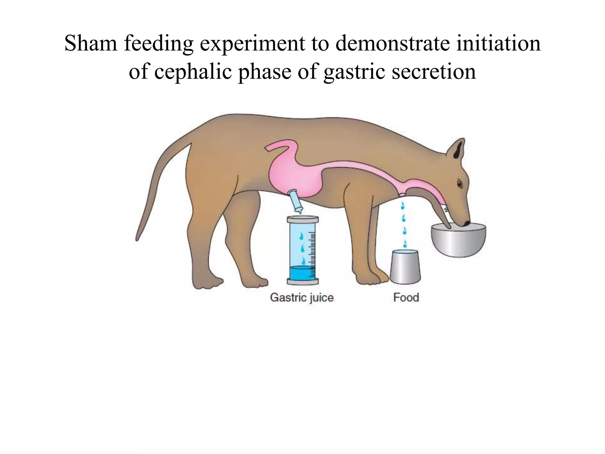 Gastric secretion.pptx