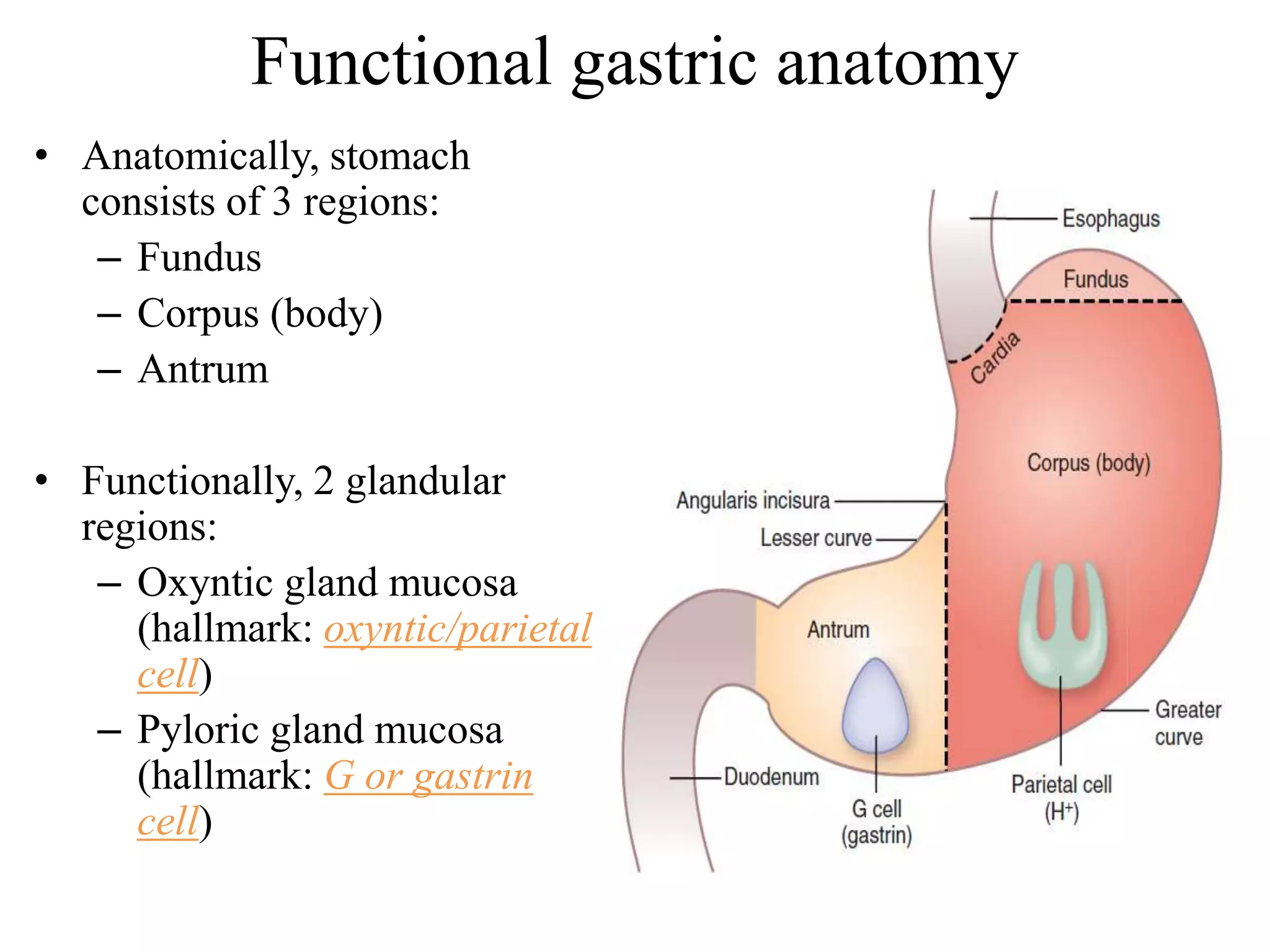 Gastric secretion.pptx