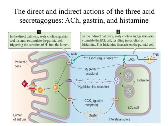 Gastric secretion.pptx