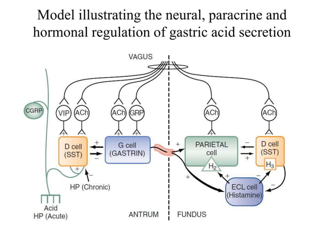 Gastric secretion.pptx