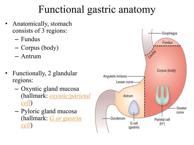 Gastric secretion.pptx