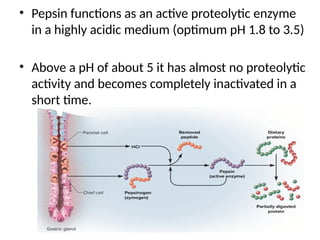 Gastric secretion, Components with their functions.pptx
