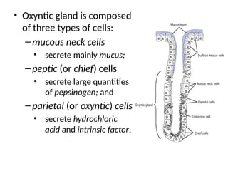 Gastric secretion, Components with their functions.pptx
