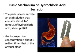 Gastric secretion, Components with their functions.pptx