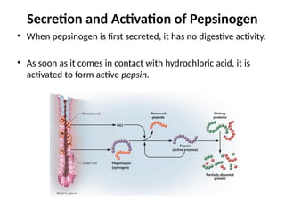 Gastric secretion, Components with their functions.pptx