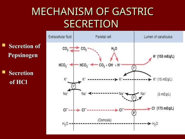 gastric secretion.ppt,physiology of gastric secretions | PPT
