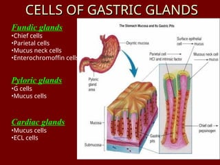 gastric secretion.ppt,physiology of gastric secretions | PPT