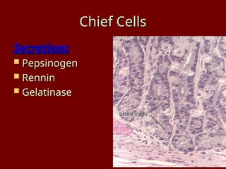 gastric secretion.ppt,physiology of gastric secretions | PPT