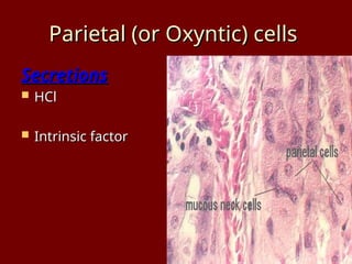gastric secretion.ppt,physiology of gastric secretions | PPT