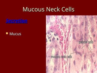 gastric secretion.ppt,physiology of gastric secretions | PPT