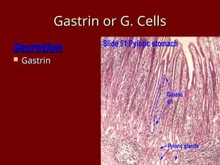 gastric secretion.ppt,physiology of gastric secretions | PPT