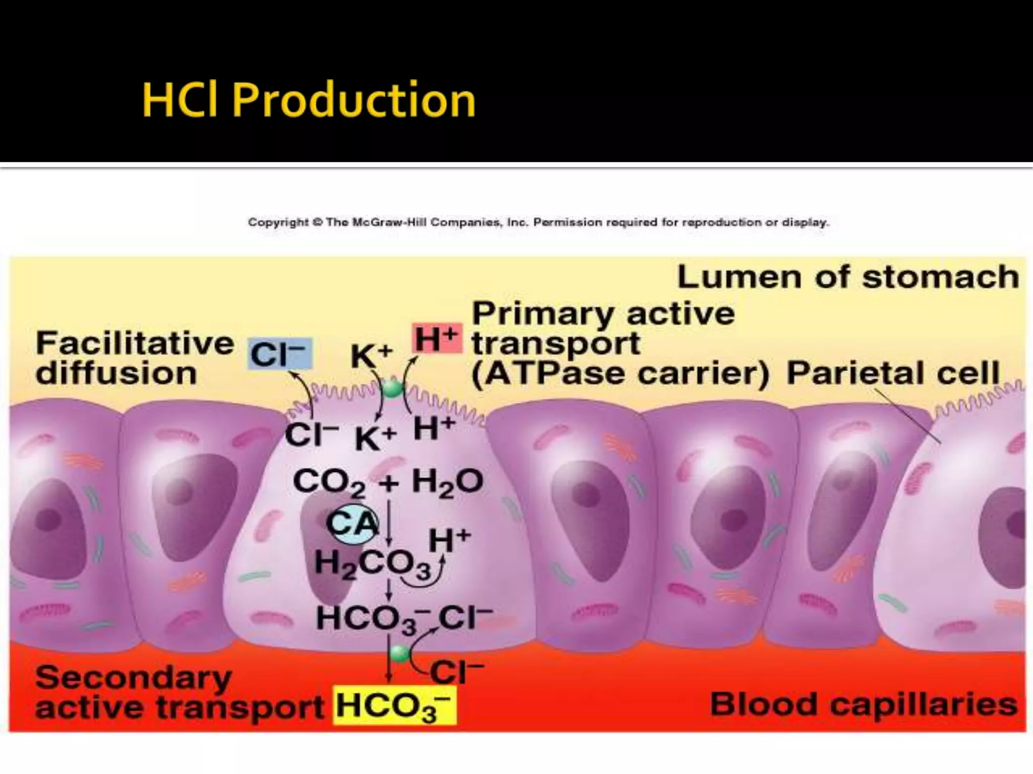 Gastric secretion &and its regulation | PPTX