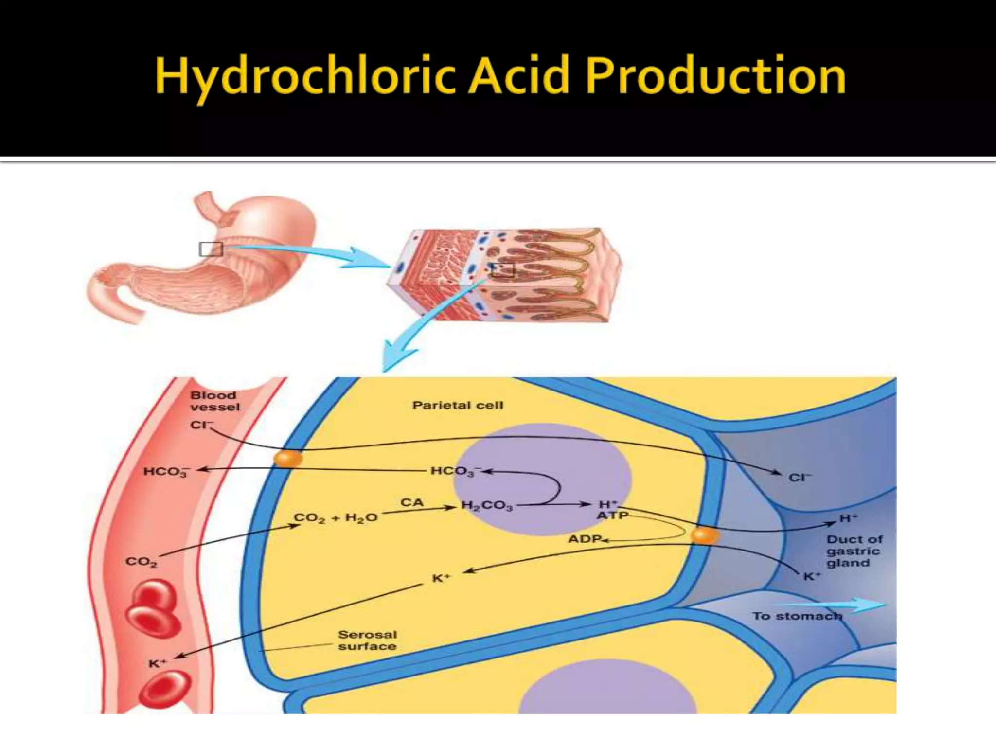 Gastric secretion &and its regulation | PPTX