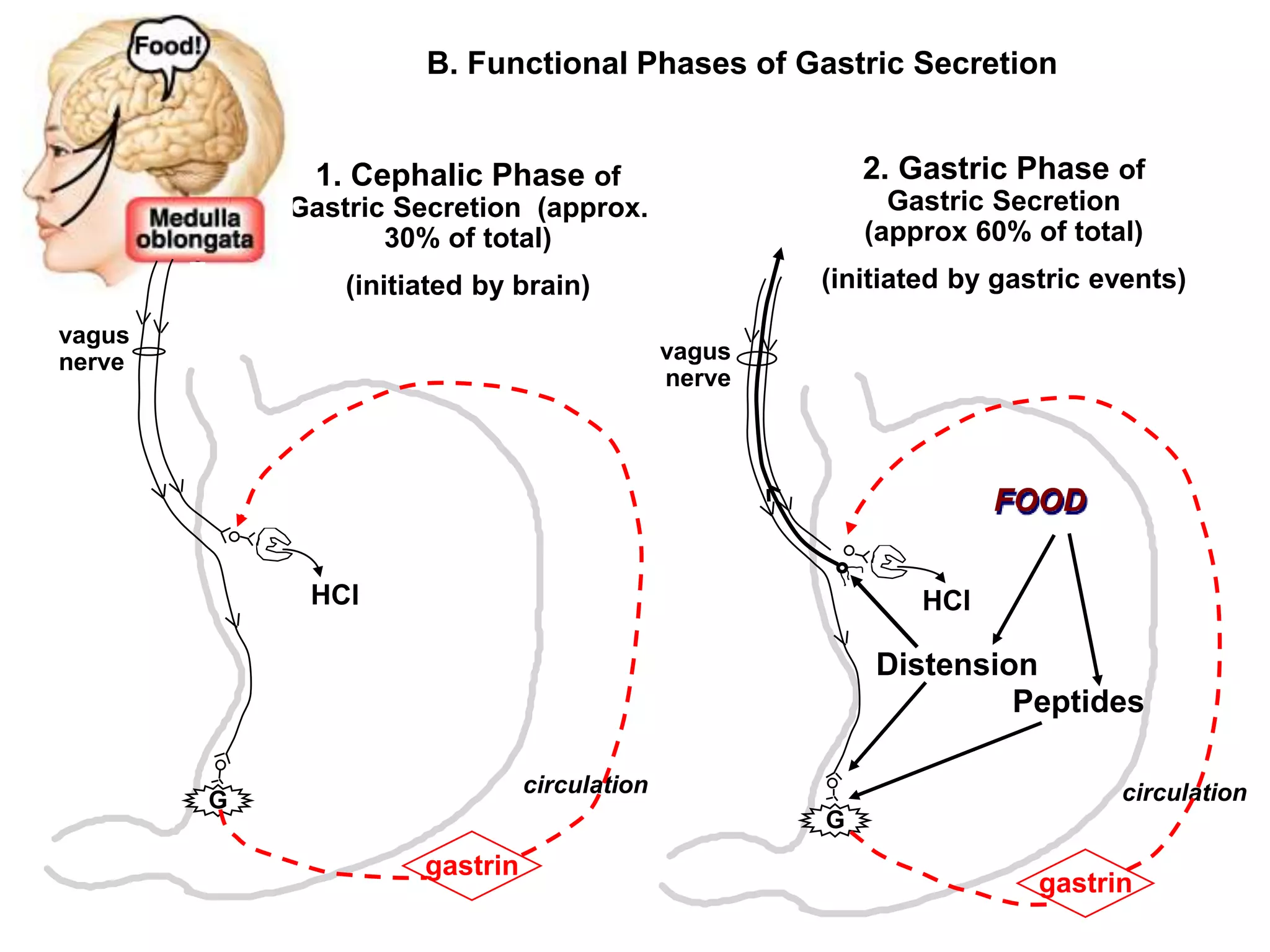 Gastric secretion &and its regulation | PPTX