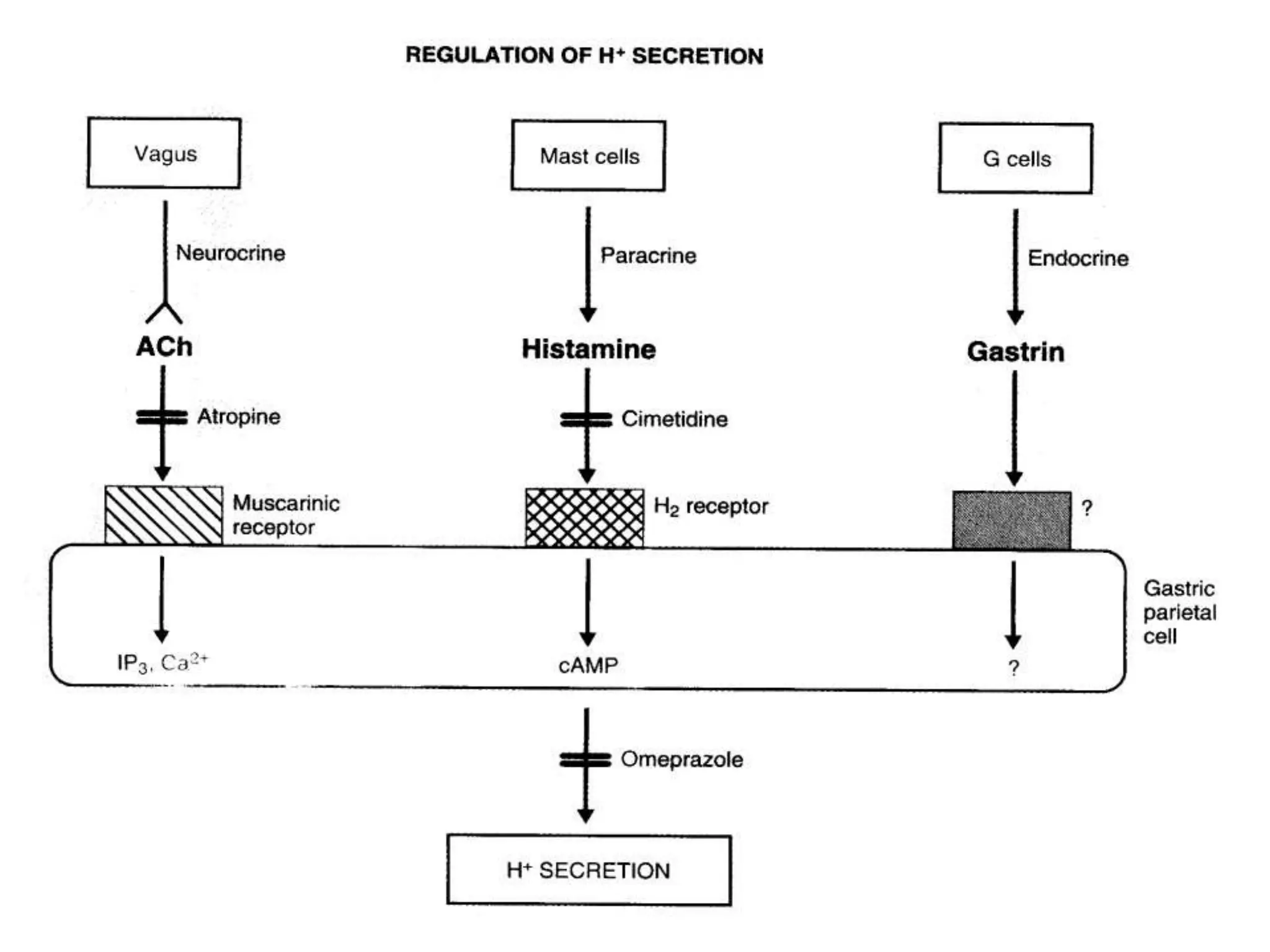 Gastric secretion &and its regulation | PPTX